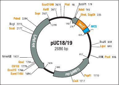 pUC19载体，大肠系列质粒价格_品牌:乔羽-丁香通官网