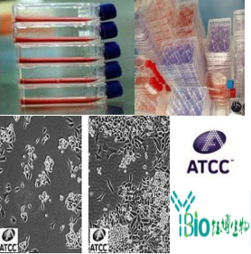 IPEC-J2(IPECJ2) ；猪小肠上皮细胞价格_品牌:ATCC,ECACC,ScienCell, DSMZ, RIKEN-丁香通官网