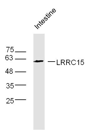 LRRC15 antibody价格_品牌:康朗生物-丁香通官网